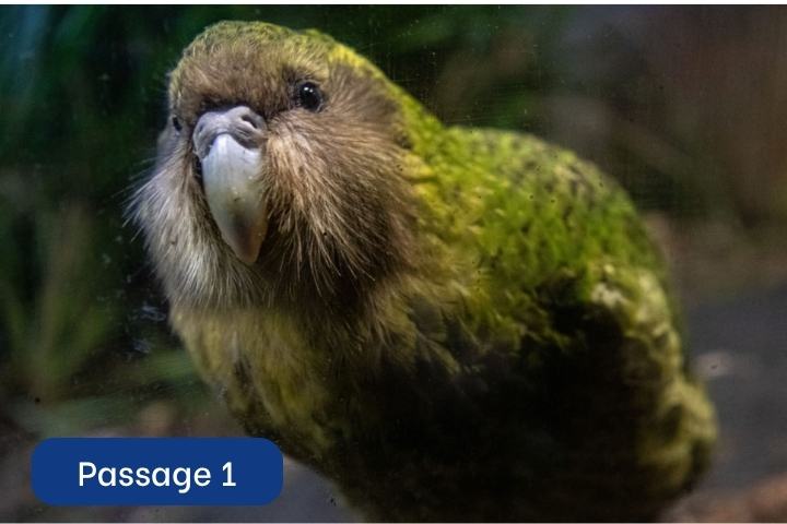 [C20 – RT1 – P1] – The kākāpō – English Guide